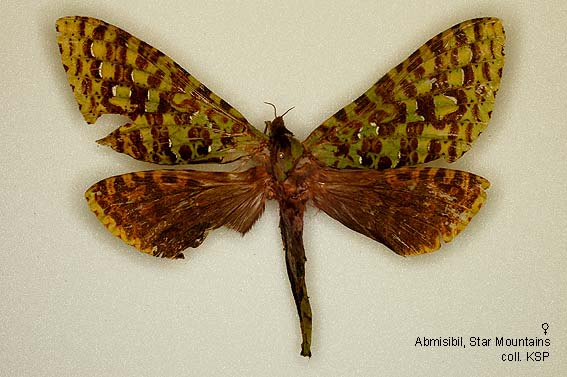 Papua Insects Foundation (Lepidoptera/Hepialidae/Aenetus wollastoni)